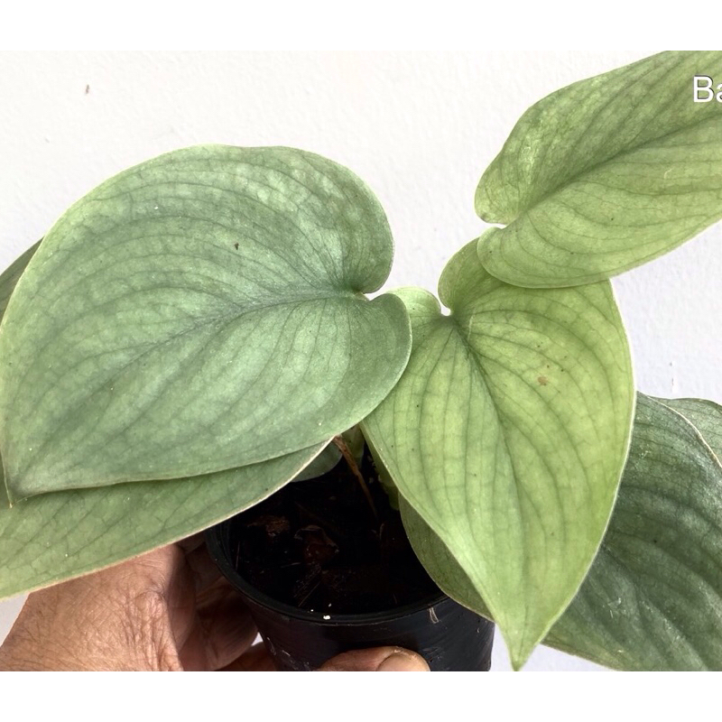 Scindapsus Silver Hero พลูแนบอุรา สินค้า4กย | Shopee Thailand