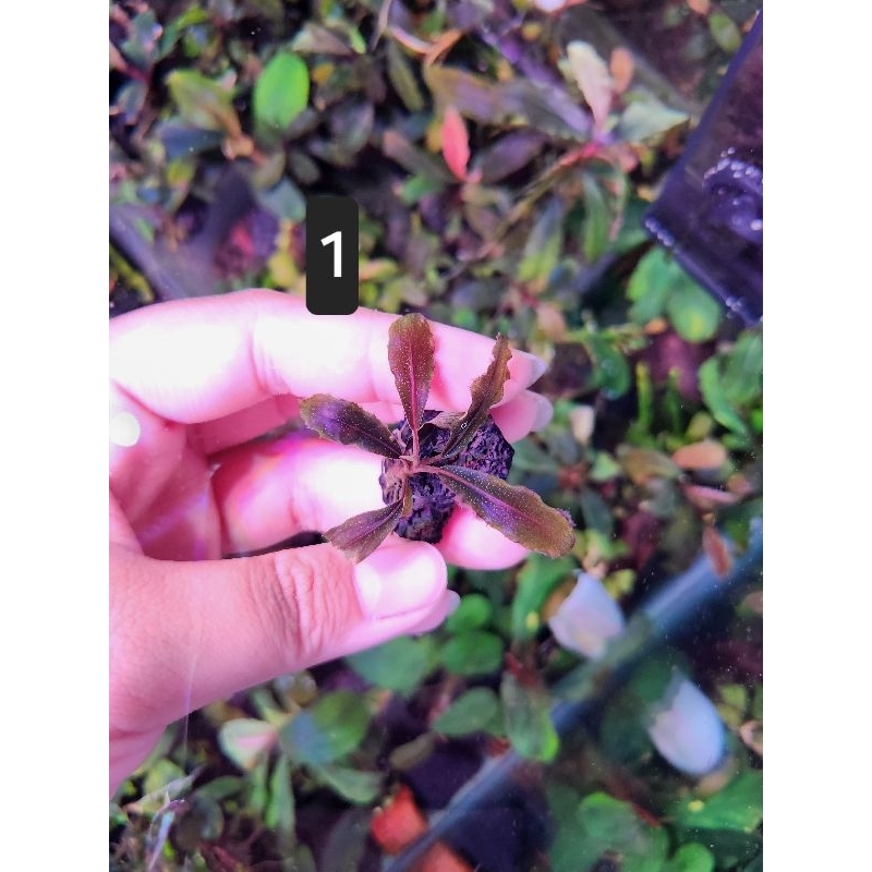 Bucep สวยๆ ใบน้ำ 100% Brownie Ghost Elnino 2015, Red Serenade | Shopee ...