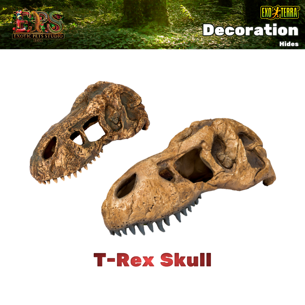 Exo Terra T-Rex Skulls ที่ซ่อนตัวรูปแบบกระโหลกทีเร็กซ์ (S / M) | Shopee ...