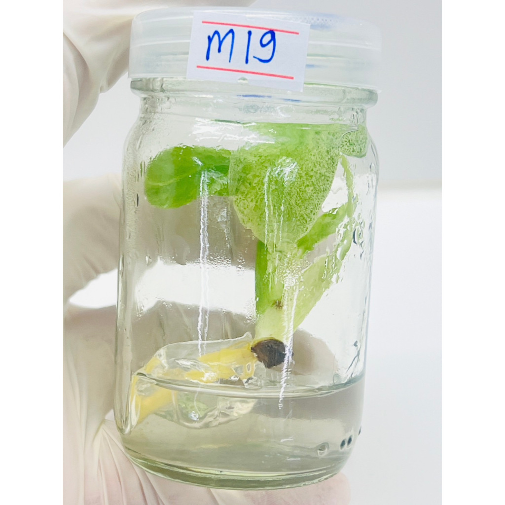 เนื้อเยื่อ มอนมิ้นท์ มอนสเตอร่ามิ้นท์ Monstera Borsi x deliciosa Mint ...