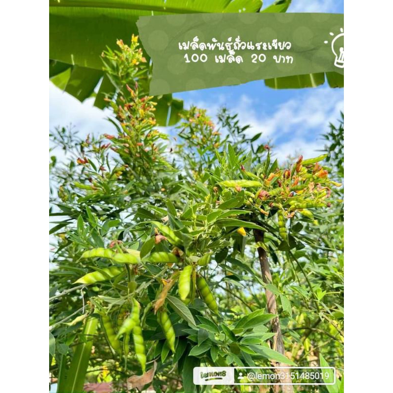 เมล็ดพันธุ์ถั่วมะเเฮะเขียวถั่วแระเขียว200เมล็ด 39บาทซื้อ 2 แถม 1 ซอง ...
