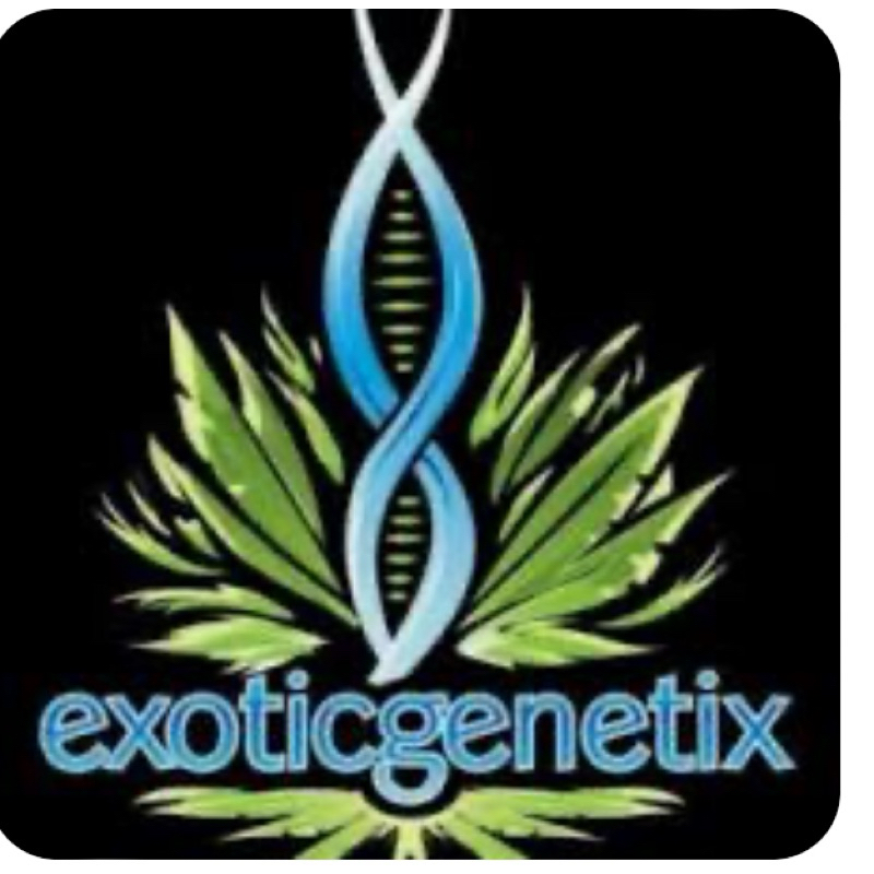 สายพันธุ์แท้ทั้งหมดจากค่าย Exotic genetics | Shopee Thailand
