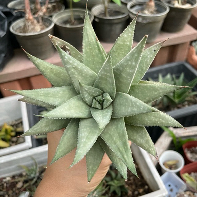 อโลเวรา Gasteraloe Wonder ไม้อวบน้ำ Aloe | Shopee Thailand