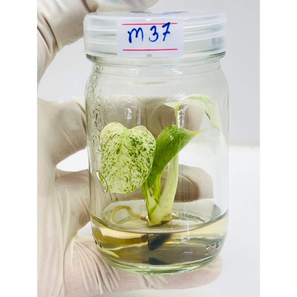 เนื้อเยื่อ มอนมิ้นท์ มอนสเตอร่ามิ้นท์ Monstera Borsi x deliciosa Mint ...