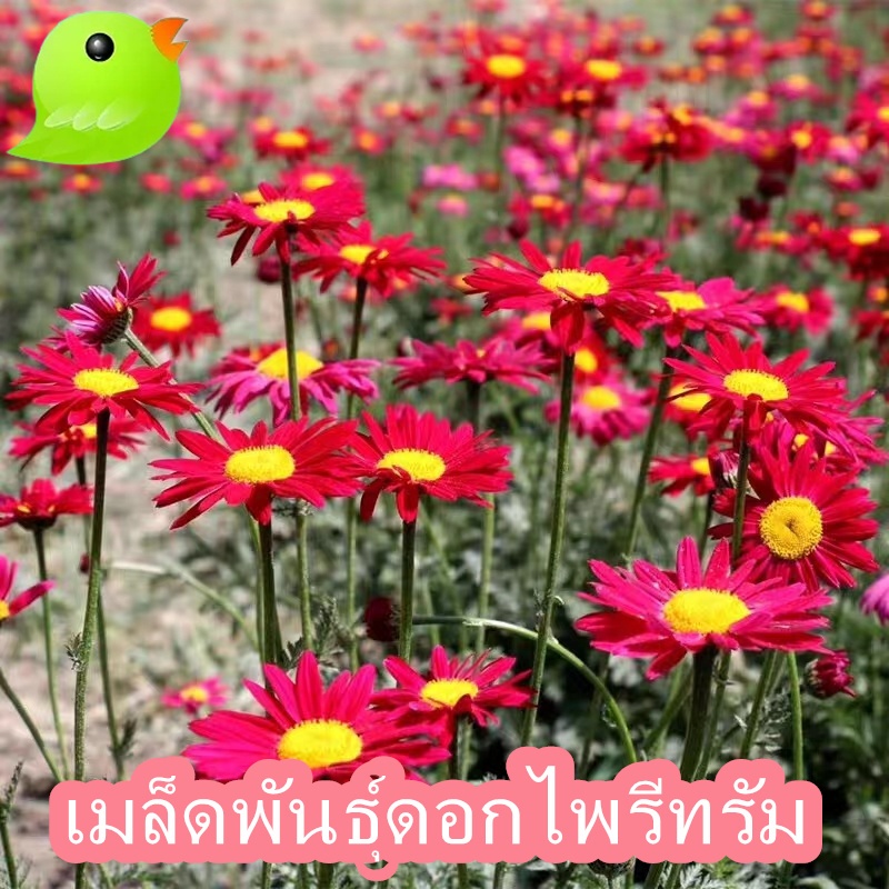 เมล็ดพันธุ์ ไพรีทรัม คละสี 100 เมล็ด ดอกไม้ไล่แมลง Mixed Pyrethrum ...