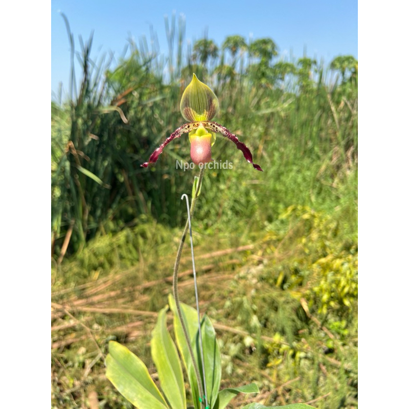 Paph parishii x Paph liemianum | Shopee Thailand