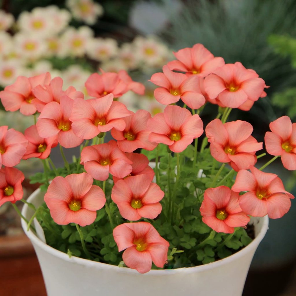 Oxalis spring charm orange อ็อกซาลิส สปริงชาร์ม สีส้ม | Shopee Thailand