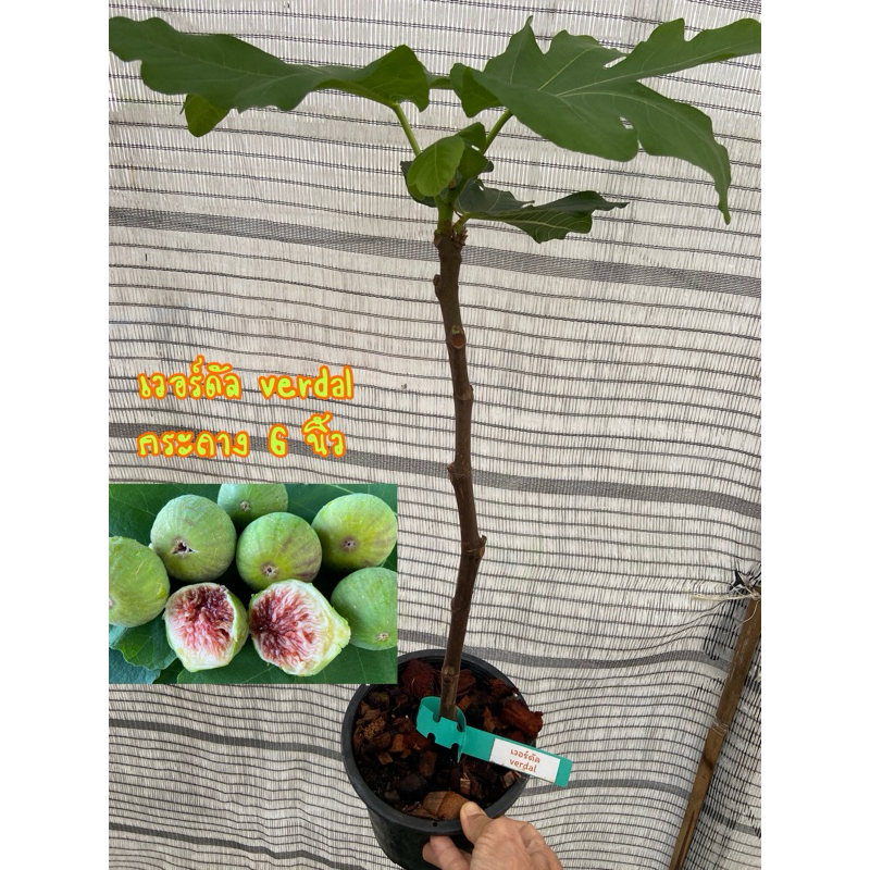 ต้นมะเดื่อฝรั่ง เวอร์ดัล ส่งทั้งกระถาง, verdal fig tree in pot ...