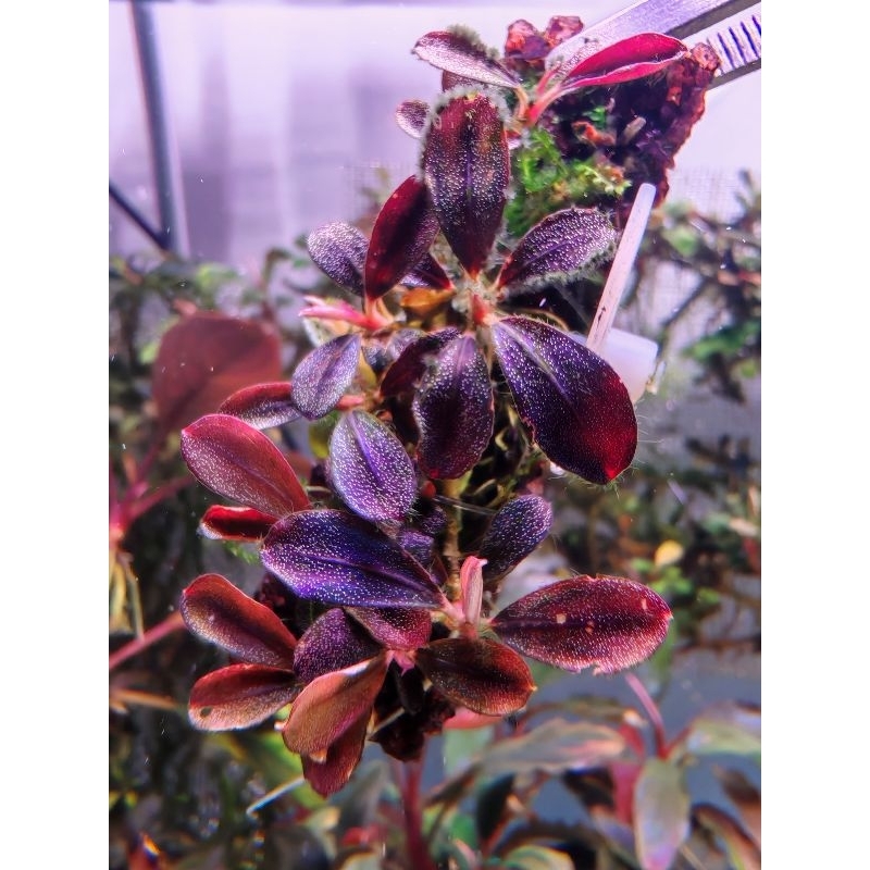 บูเซป ใบน้ำ💯 Bucephalandra Submerged เลือกได้ตามรูป อ่านก่อนสั่งซื้อ ...