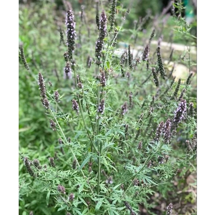 Schizonepeta tenuifolia [2,500 seeds] (Japanese catnip, Jing Jie Herb ...