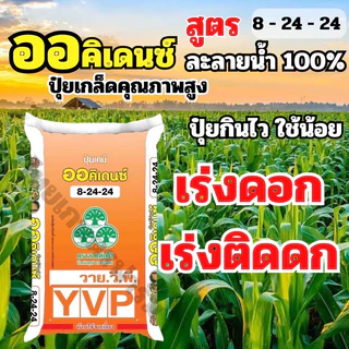 ปุ๋ย 8 24 24 ราคาพิเศษ | ซื้อออนไลน์ที่ Shopee ส่งฟรี*ทั่วไทย!