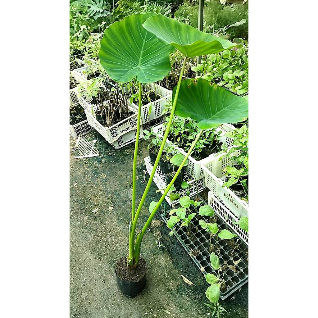 ต้นพันธุ์ ทูน บอนทูน แกงส้มอร่อย พร้อมปลูกในถุงดำ 29 บาท | Shopee Thailand