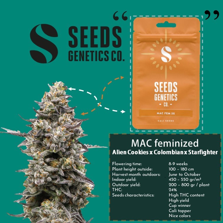 MAC - Seeds Genetics | Shopee Thailand