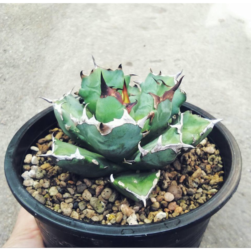 Agave Titanota no.1 compact (อากาเว่ ติตาโนต้า) | Shopee Thailand