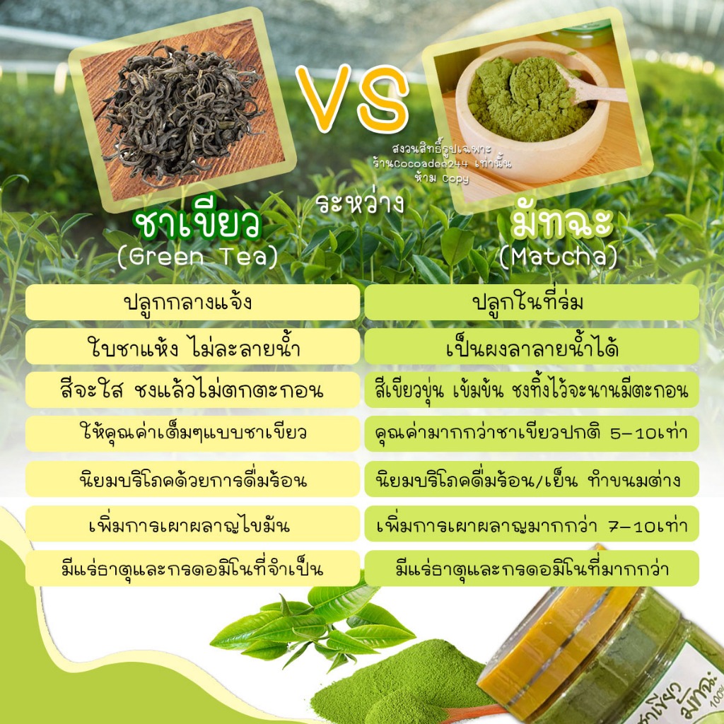 ผงชาเขียว มัทฉะแท้100% ออแกนิค Pure Matcha Green Tea Organic ชาเขียว ...