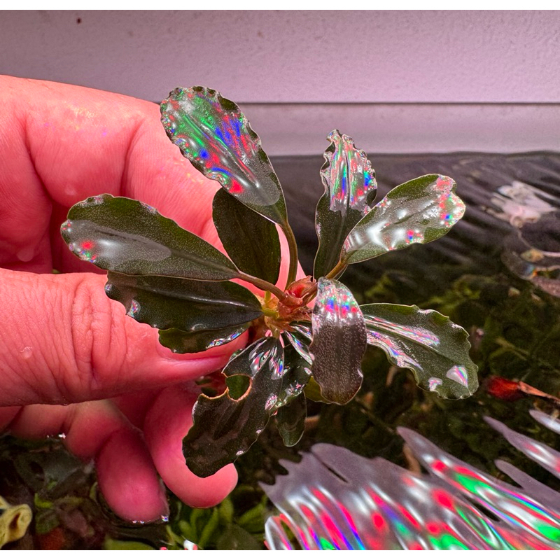 บูเซ็บบราวนี่โกส bucep brownie ghost sp | Shopee Thailand