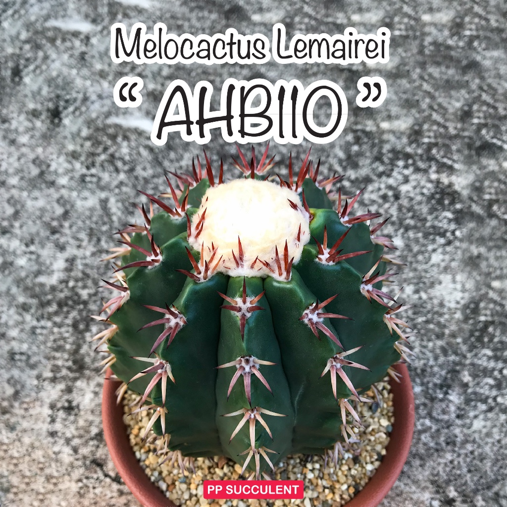 Melocactus lemairei เมโลลาเมไล 10 ต้น | Shopee Thailand