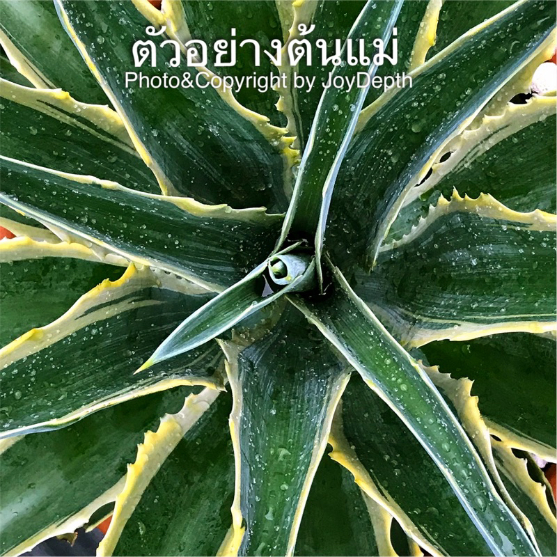 Agave Desmettiana Mutant Merge Teeth อากาเว่ เดสเม็ทเทียน่า มิวแทน์ เม ...