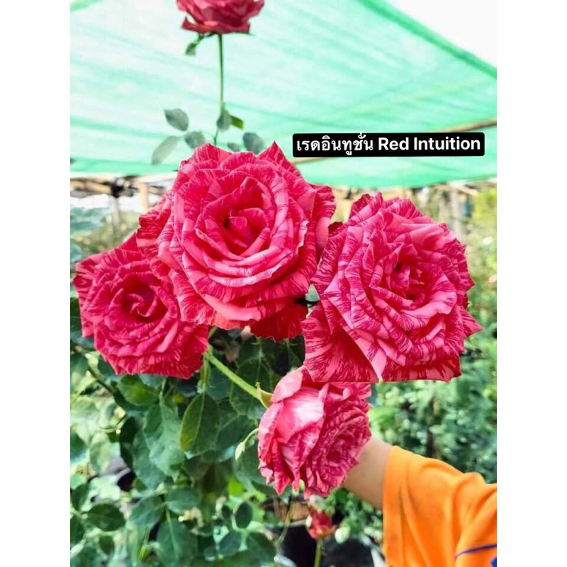 กุหลาบ - เรดอินทูชั่น Red Intuition ดอกใหญ่สีแดงลาย | Shopee Thailand