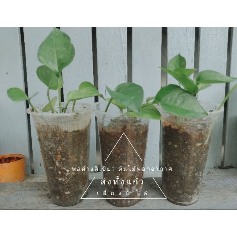 ต้นพลูด่าง สีเขียว Epipremnum Aereum ต้นไม้ฟอกอากาศ ส่งทั้งแก้ว สามารถ ...