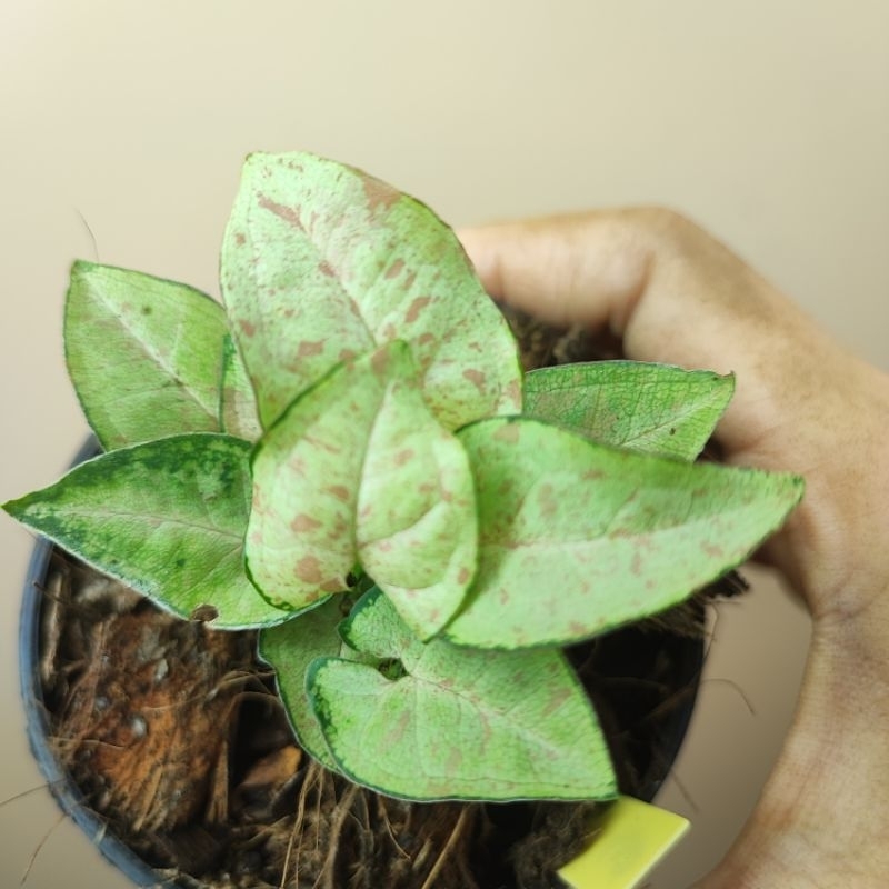 Syngonium Milk Confetti มิ้วคอนเฟตติ ซิงโกเนียม มิ้วคอนเฟนติ รากแข็งแรง ...