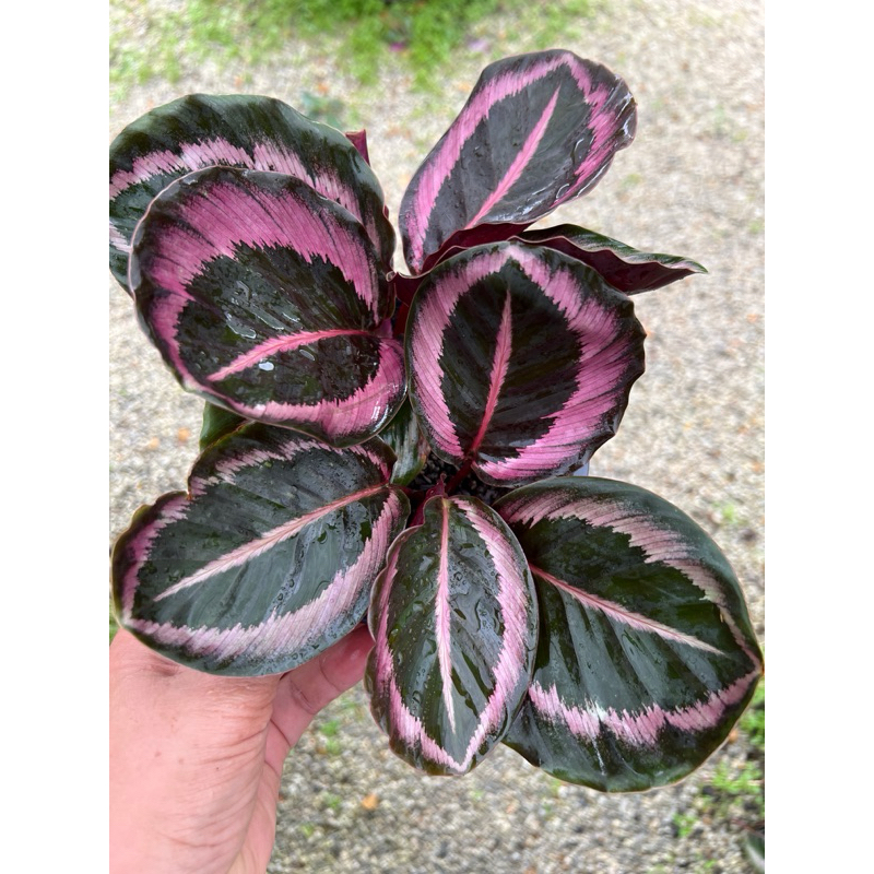 คล้าปริ้นเซสเชสซี่ (Goeppertia roseopicta ‘Princess Jessie’ กระถาง6 ...