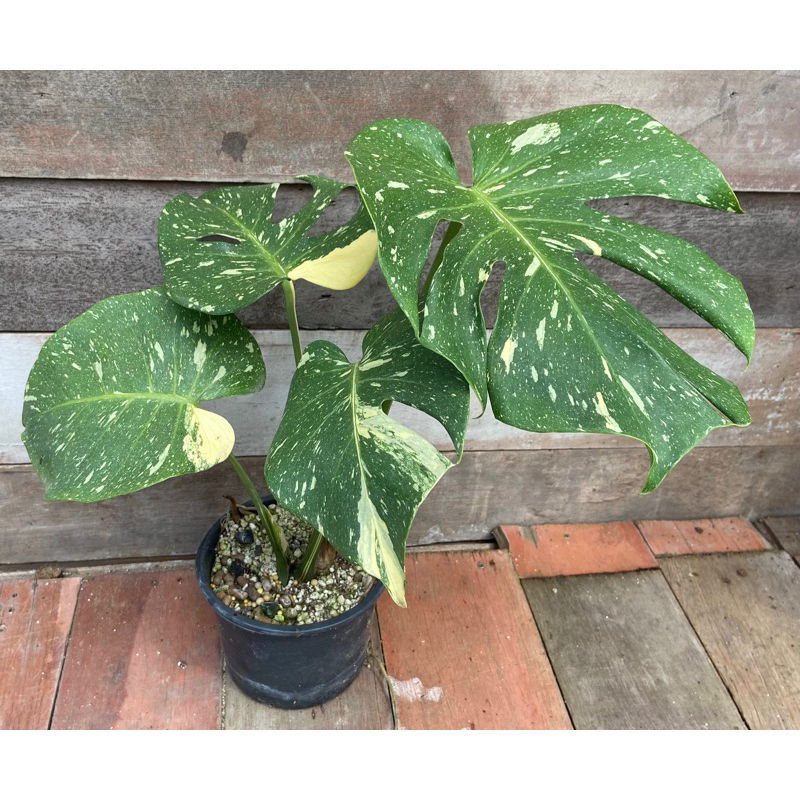 Monstera Thaiconstellation | Shopee Thailand