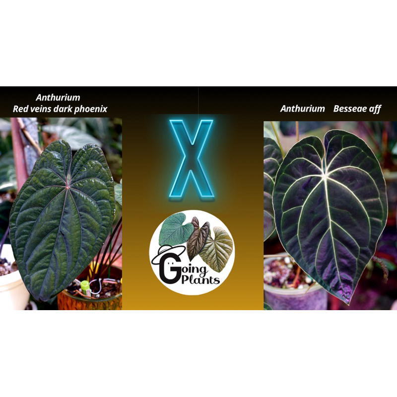 Anthurium Red vein dark phoenix Cross Besseae aff ( Round form ...