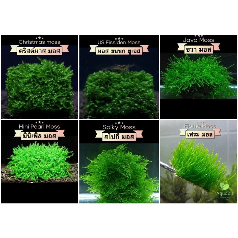 Spiky Moss , Flame Moss , Fissiden Moss , Java Moss , Mini Pearl Moss , Christmas moss พันตะแกรง ...