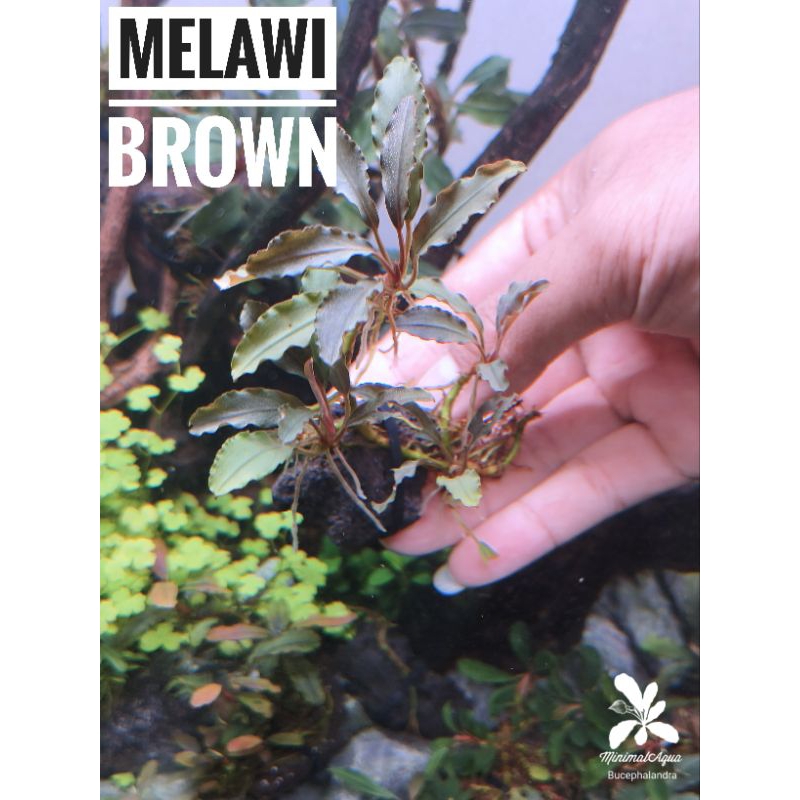 Bucephalandra,Bucep,บูเซป, Arrow Head,Helena, Melawi Brown, Lamandau ...