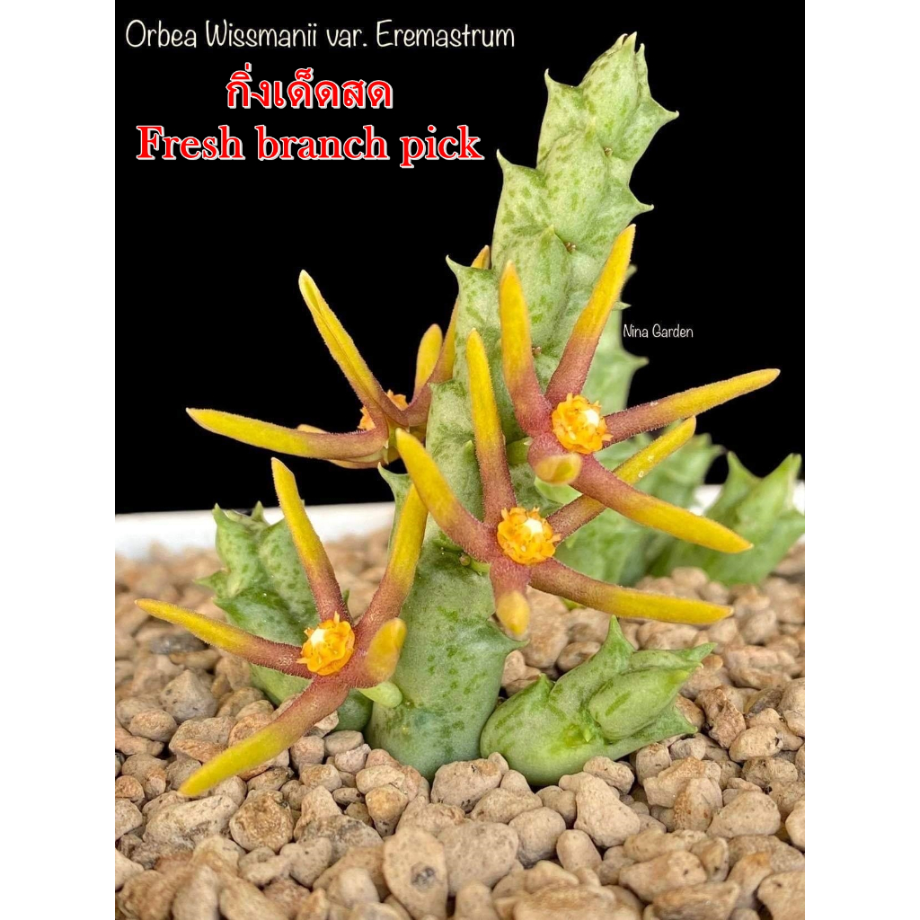 เก๋งจีน Orbea Wissmanii var. Eremastrum *กิ่งเด็ดสด* แคคตัส ไม้อวบน้ำ ...