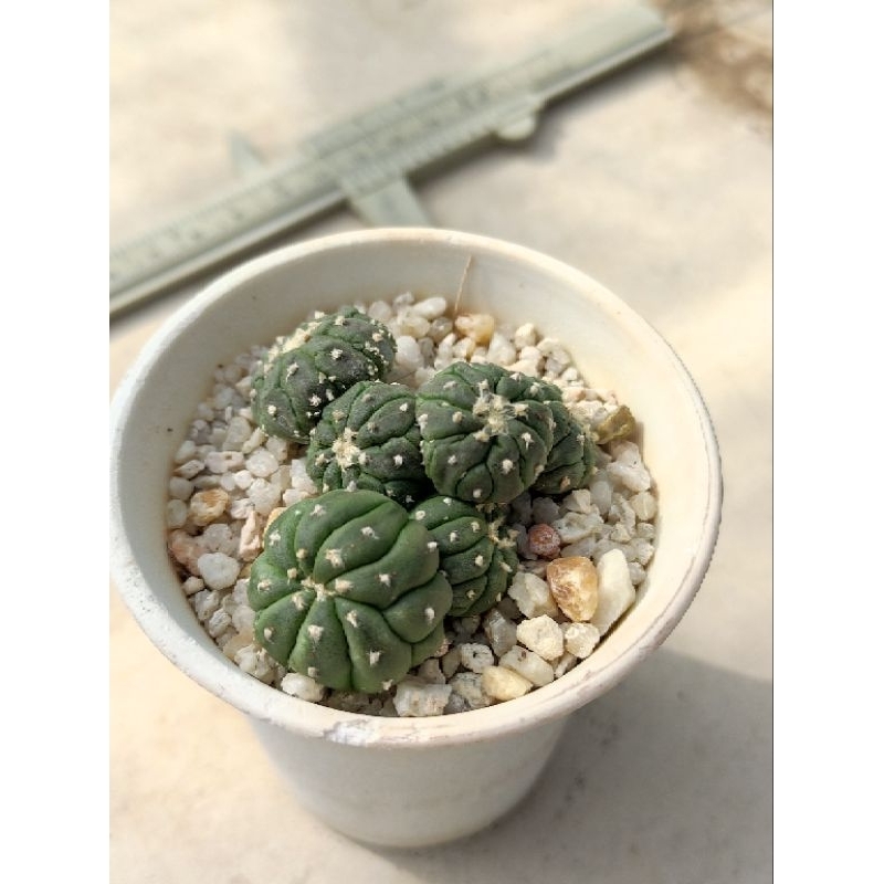 Astro Lizard skin แฝด 4 และแฝด 2 ในกระถางเดียวกัน | Shopee Thailand