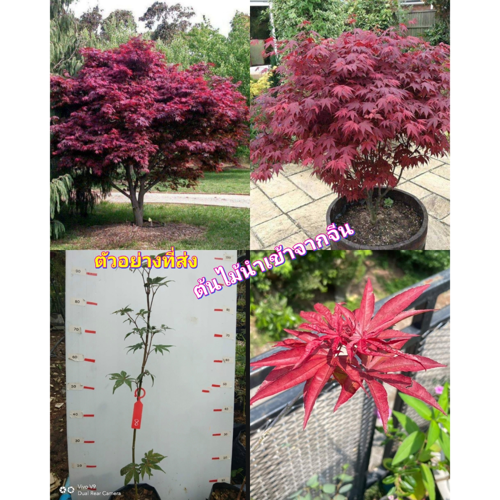 (1ต้น) ต้น เมเปิ้ลแดงจีน ต้นเมเปิ้ล สีแดง จีน Chinese red maple tree ...