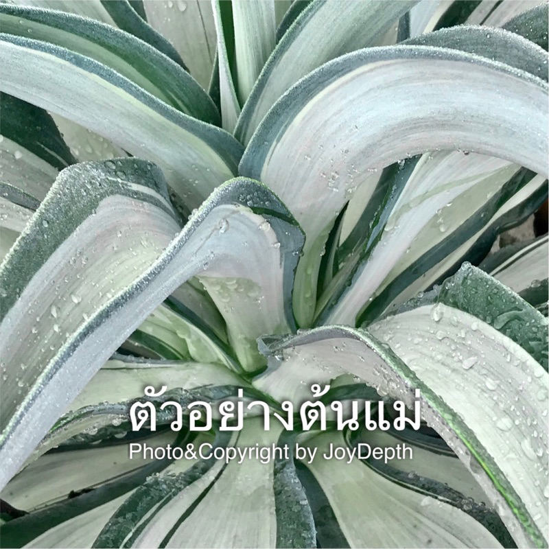 Agave Desmettiana "Quick Silver" ควิกซิลเวอร์ ขายต้นละ 185 บาท | Shopee ...