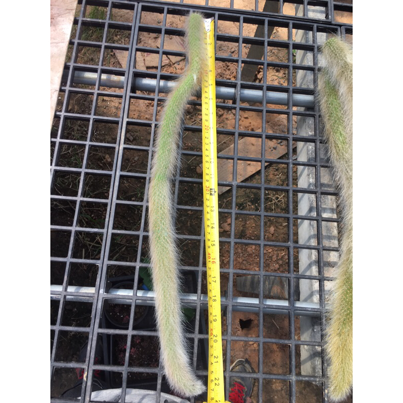 แคคตัสหางลิง ยาวประมาณ 57 เซนติเมตร | Shopee Thailand