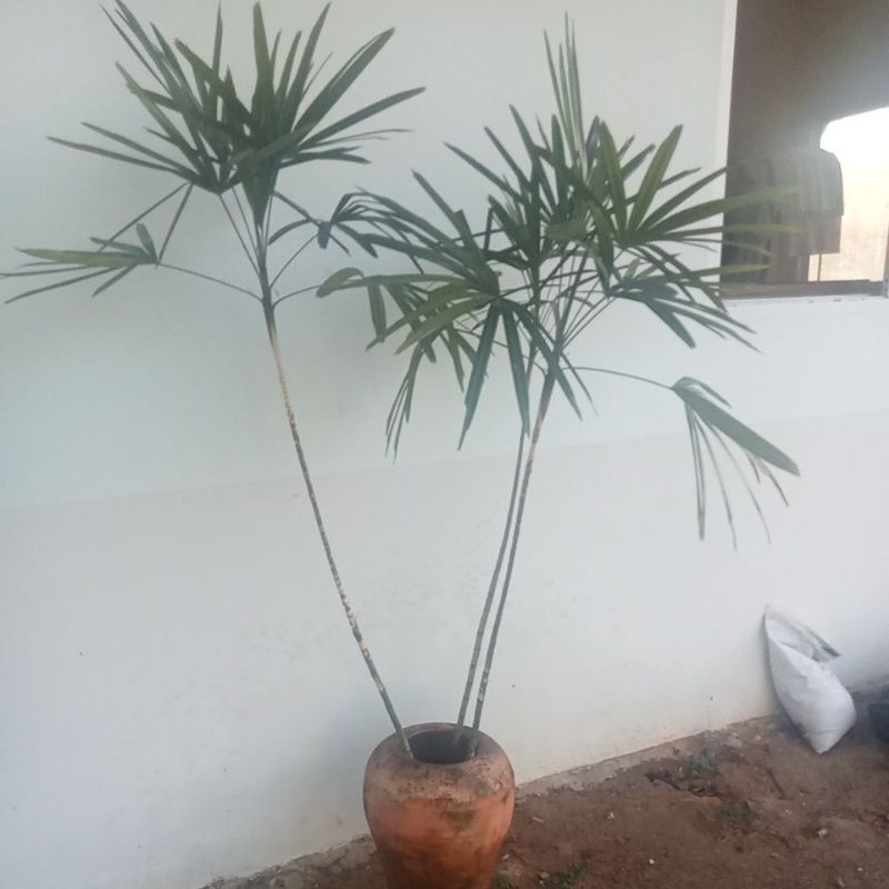 ต้นจั๋ง ไม้ฟอกอากาศ ราคาถูก | Shopee Thailand