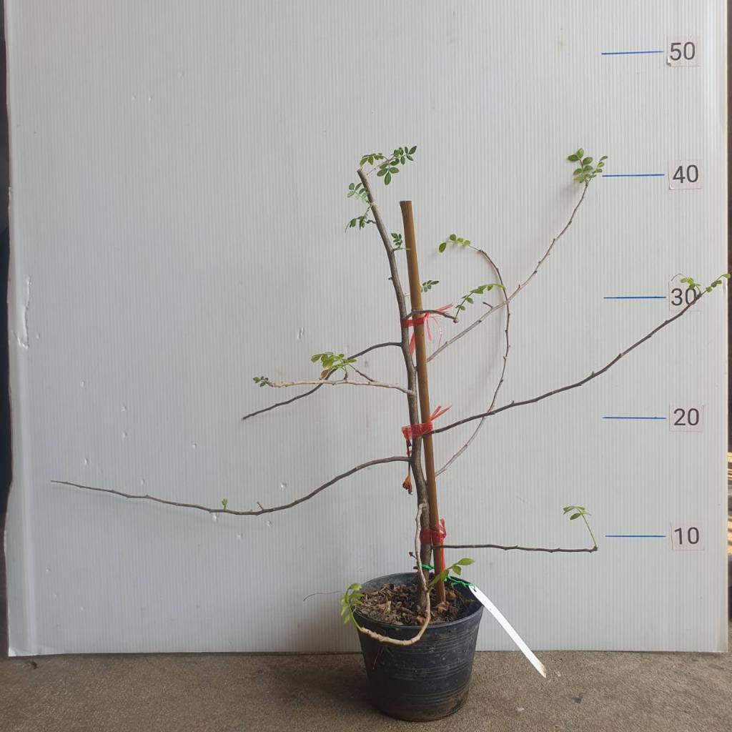 ต้น Bursera aptera ไม้ยางหอม ในกระถาง 4 นิ้ว | Shopee Thailand