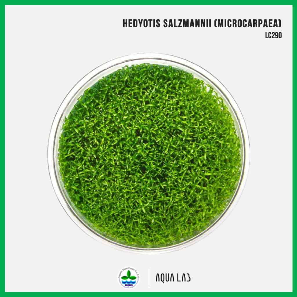 [APC] Hedyotis salzmannii (Microcarpaea) [ไม้น้ำ - Aquatic Plants ...
