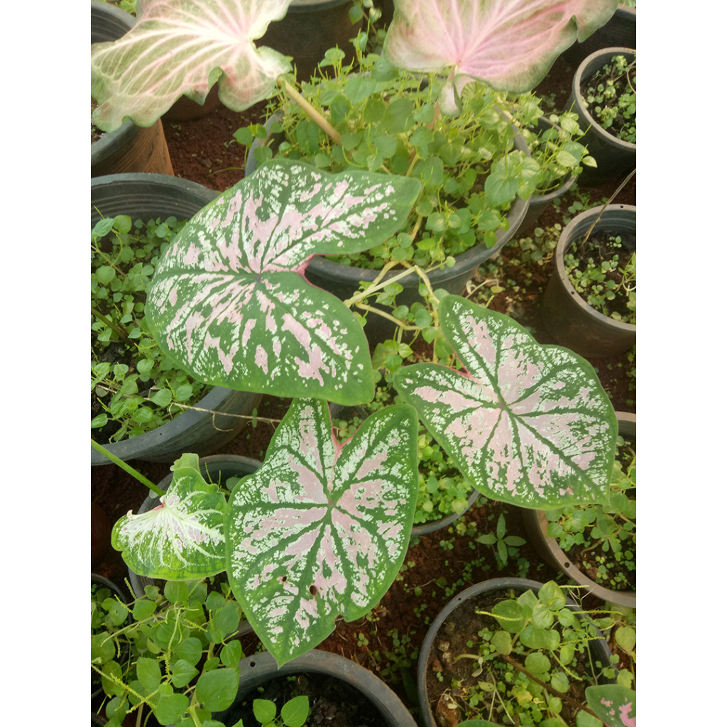 บอนสี ฟลอริด้าเอลซี่ Florida Elise | Shopee Thailand