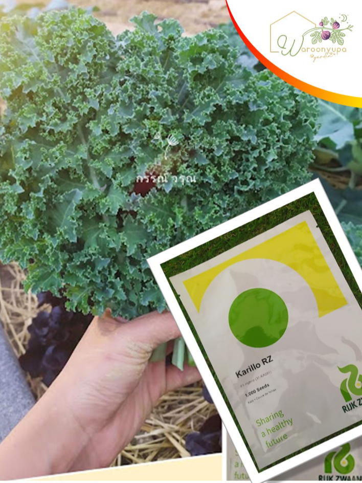 เมล็ดพันธุ์ ผักเคล Kale F1 Karillo RZ คะน้าใบหยิก ต้นเตี้ย เป็นพันธุ์ ...