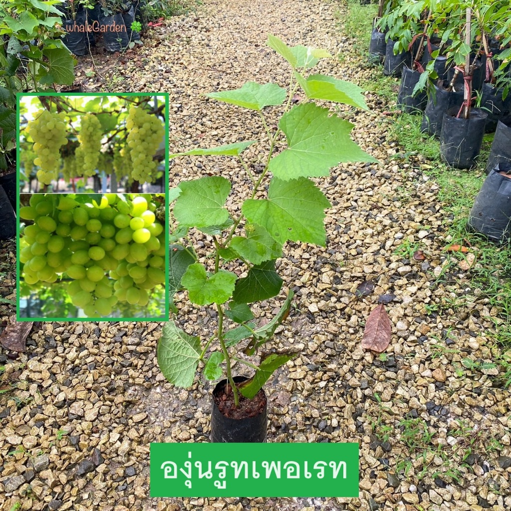 ต้นองุ่น องุ่น ไร้เมล็ด กิ่งตอน พันธุ์ รูทเพอเรท Loose Perlette Grape ...
