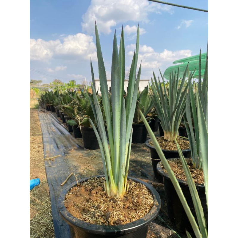 Agave rhodacantha ขนาด 60-70 cm (หน่อ โลดาคานต้า) | Shopee Thailand
