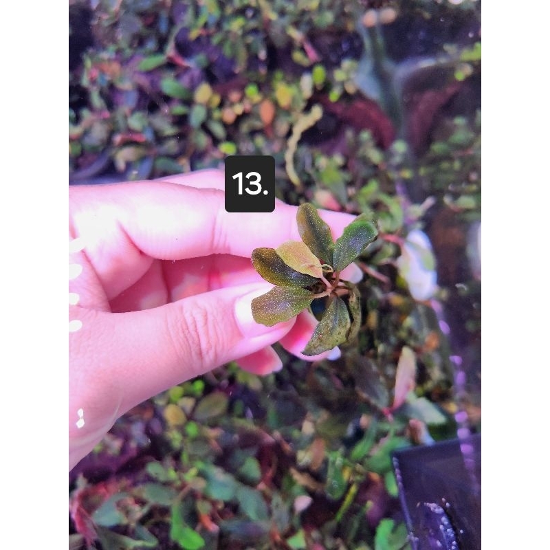 Bucep สวยๆ ใบน้ำ 100% Brownie Ghost Elnino 2015, Red Serenade | Shopee ...