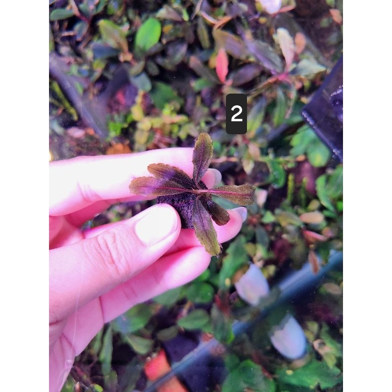 Bucep สวยๆ ใบน้ำ 100% Brownie Ghost Elnino 2015, Red Serenade | Shopee ...