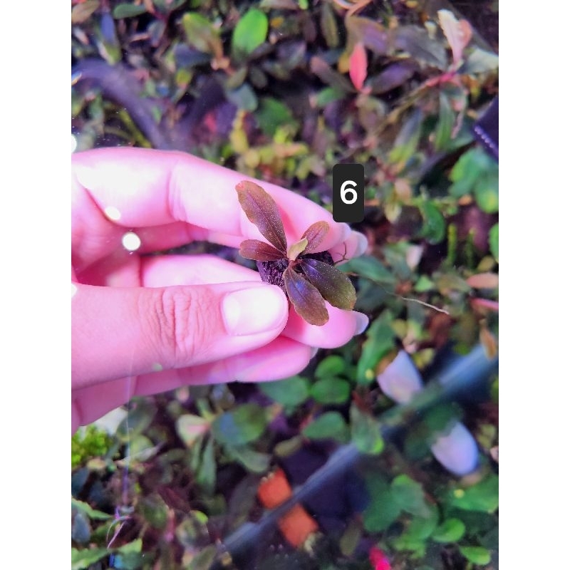 Bucep สวยๆ ใบน้ำ 100% Brownie Ghost Elnino 2015, Red Serenade | Shopee ...