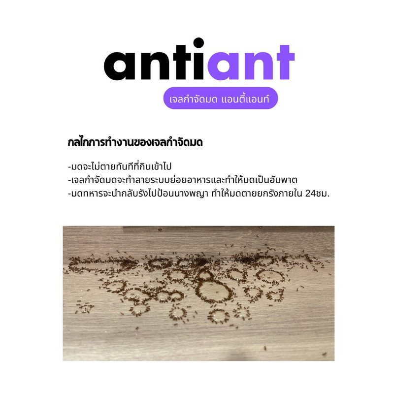 เจลกำจัดมด Anti Ant ขนาด20g. แอนตี้แอนท์ เหยื่อกำจัดมด เจลล่อมด หยด ...