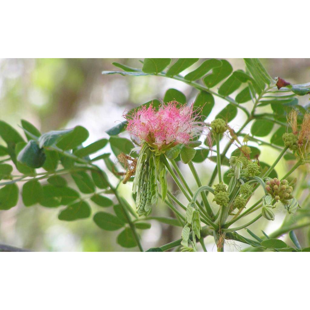 ต้นกล้า จามจุรี ก้ามปู ฉำฉา จามจุรีแดง Rain tree พร้อมปลูกต้นละ 10บาท ...