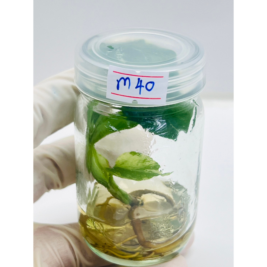 เนื้อเยื่อ มอนมิ้นท์ มอนสเตอร่ามิ้นท์ Monstera Borsi x deliciosa Mint ...