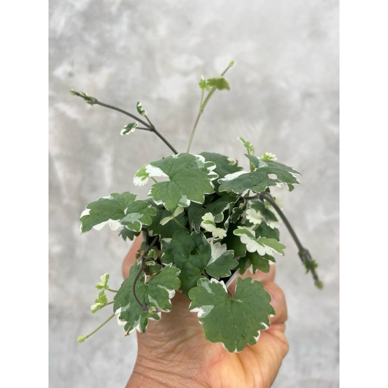 ต้นกราวด์ไอวี่ Ground ivy - Glechoma hederacea variegated ในกระถาง 2 ...