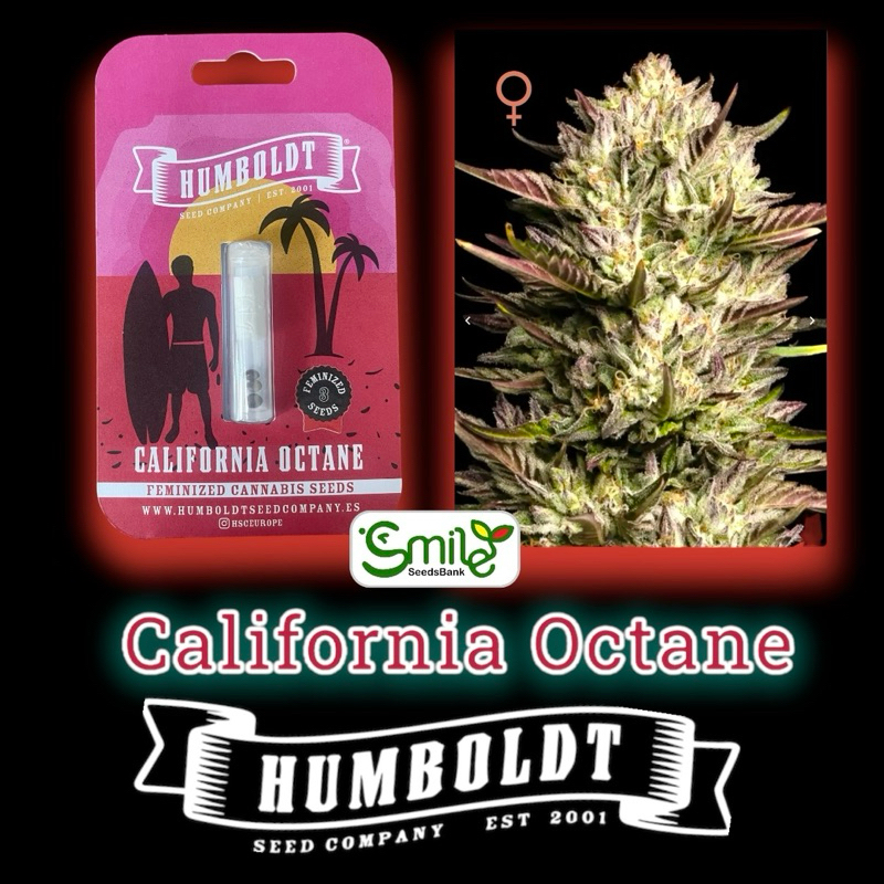 เมล็ดกัญชา California Octane (Fem) 2023*- Humboldt Seed Company ...